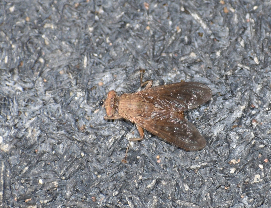 Fly Pirates in July 2024 by Louise Creed · iNaturalist