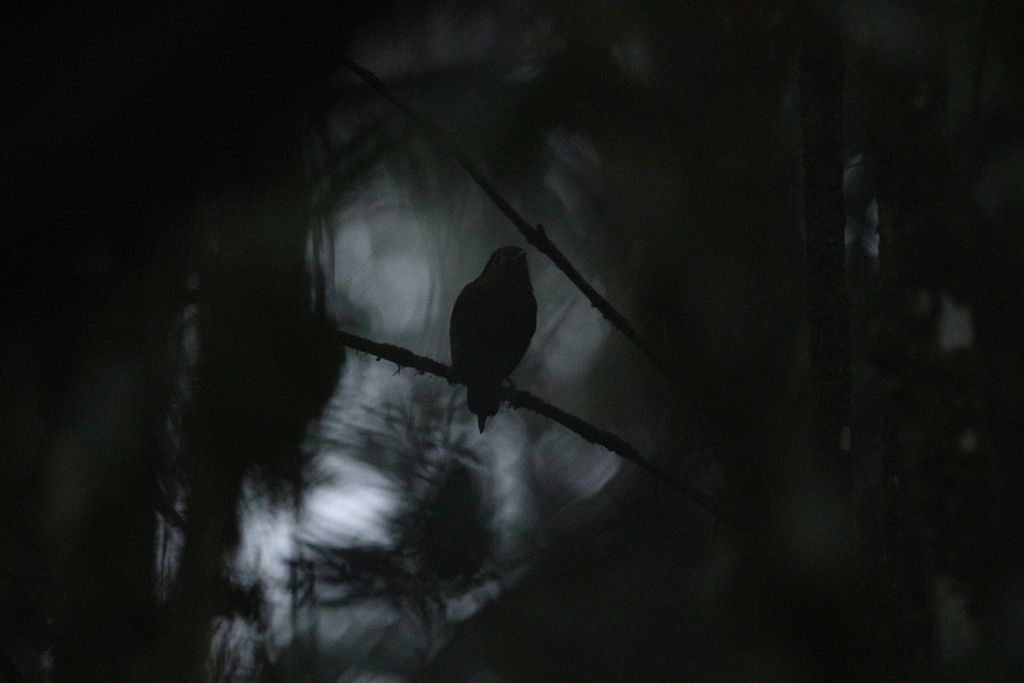 Swallow-tailed Manakin from Rio Mogi, Santo André - SP, Brazil on May ...