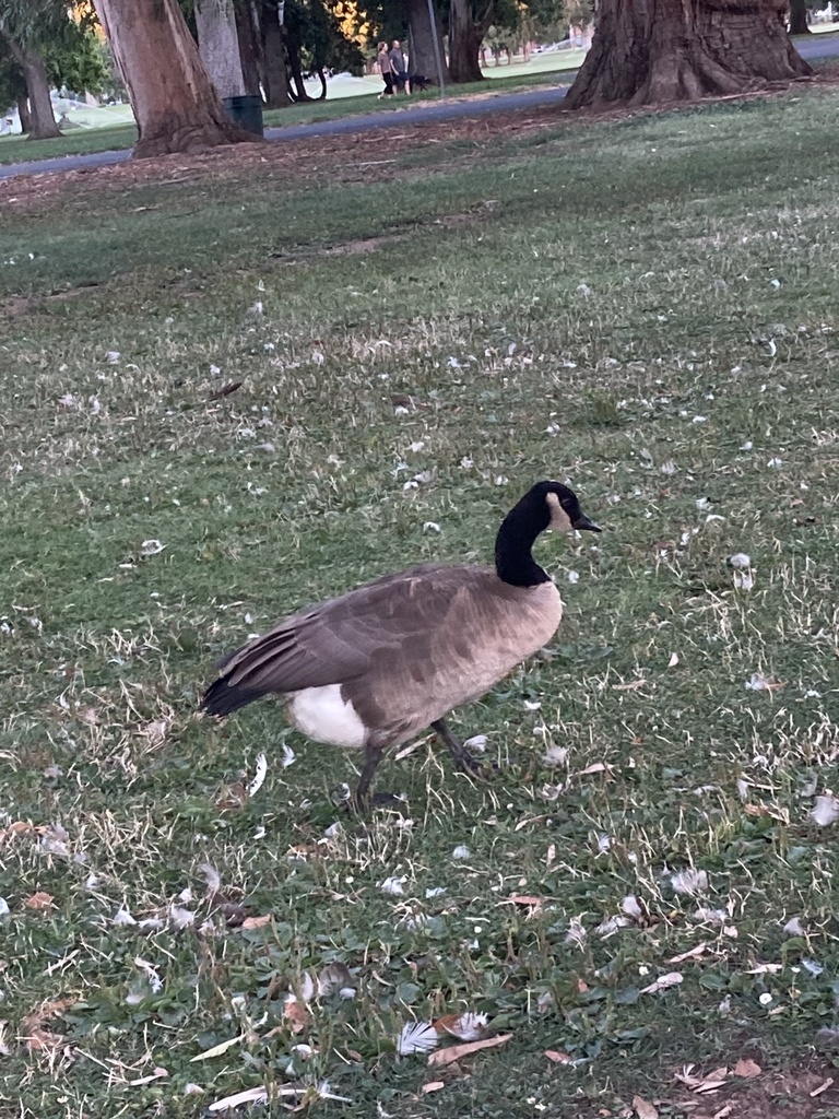 Canada Goose from William Land Regional Park, Sacramento, CA, US on ...