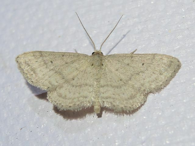 Drab Brown Wave in August 2024 by privatenoaccess · iNaturalist