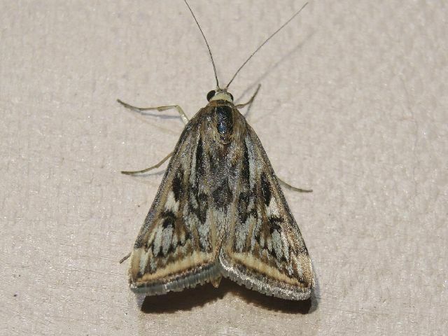 Alfalfa Webworm Moth in August 2024 by privatenoaccess · iNaturalist