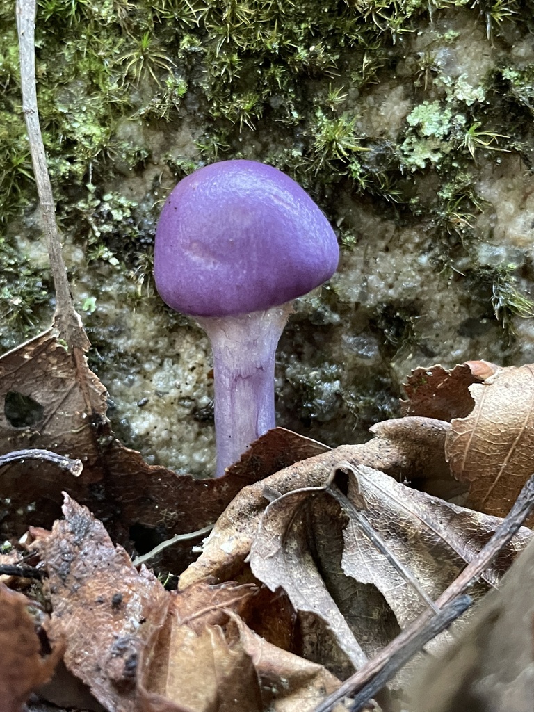 Viscid Violet Cort from Ridgefield, CT, US on August 2, 2024 at 10:48 ...