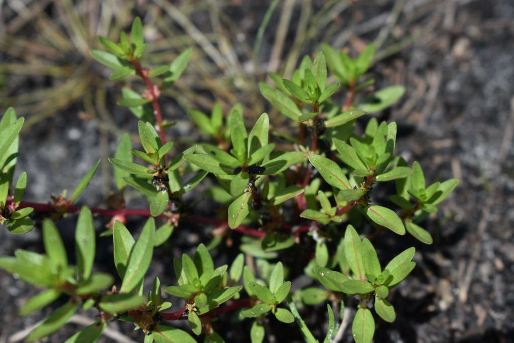 Toothcup from Lee County, FL, USA on August 1, 2024 at 01:29 AM by ...