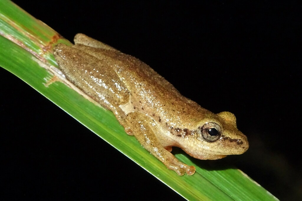 Kivu Reed Frog from Bench Sheko, Ethiopia on August 27, 2018 at 09:40 ...