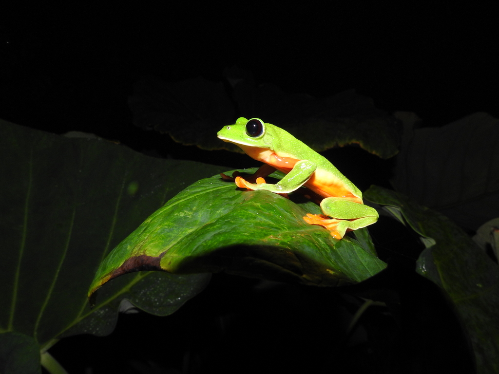 Rana de árbol de ojos negros desde San Juan Bautista Valle Nacional ...