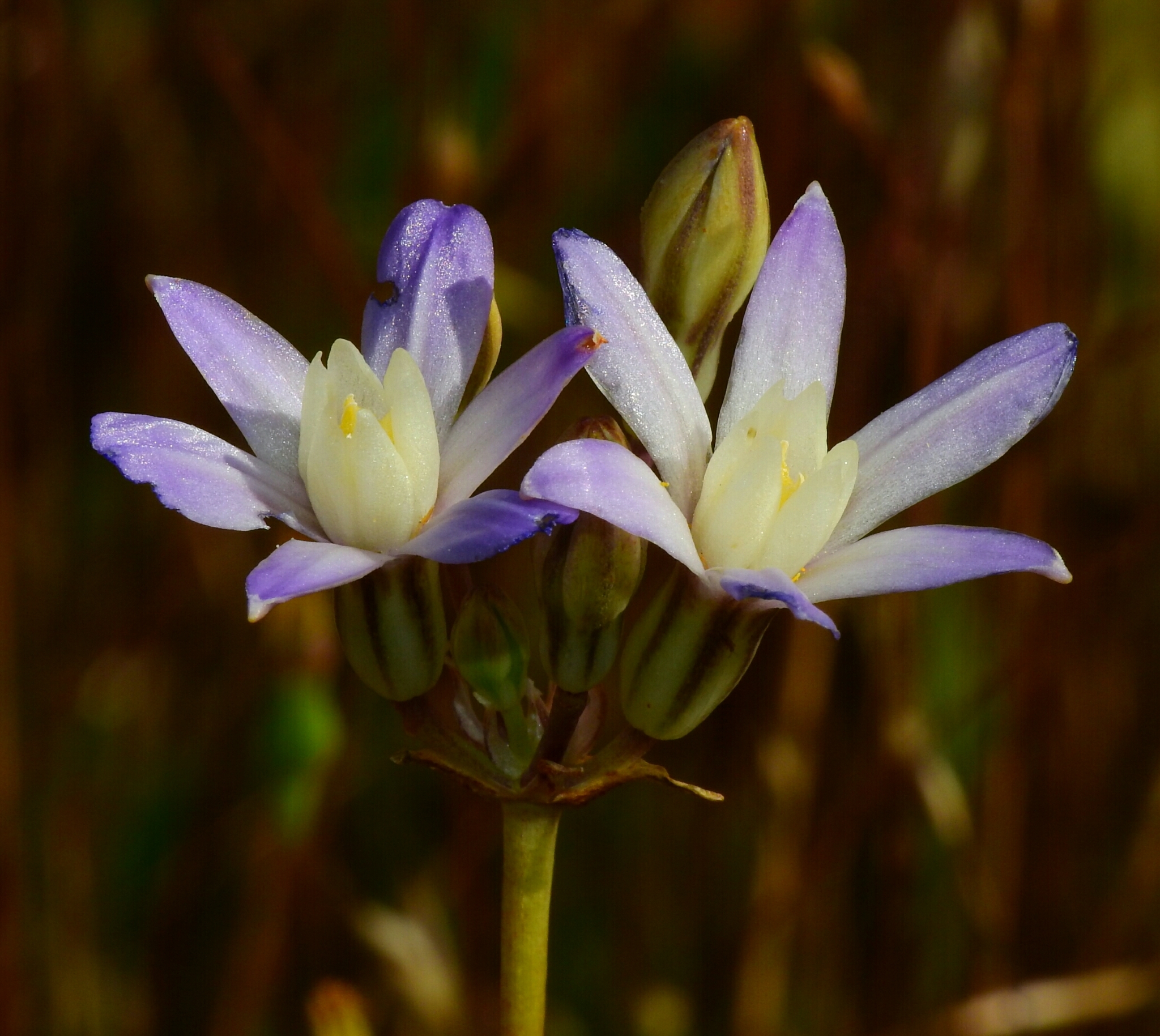 Brodiaea pallida Hoover