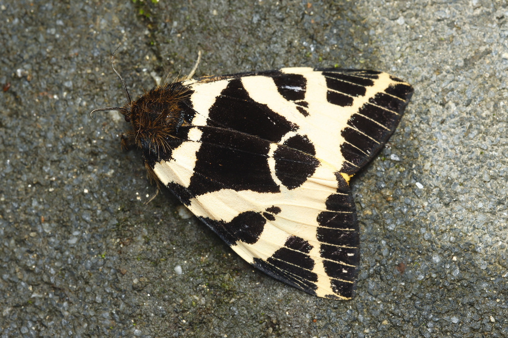 Numenes from 中国陕西省汉中市洋县 on July 30, 2024 at 11:05 PM by Shiwan Lu ...