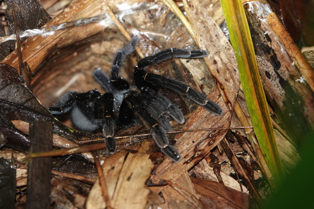 Southeast Asian Tarantulas from Khlong Sok, Phanom District, Surat ...
