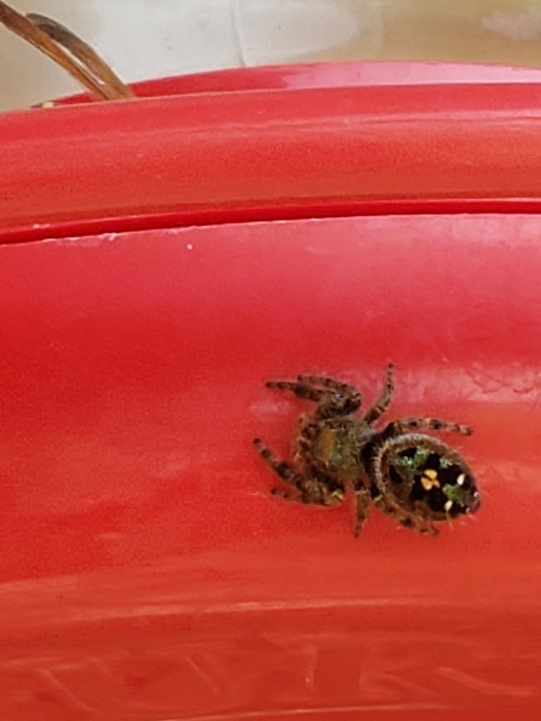 Bold Jumping Spider from Brampton, ON, Canada on August 2, 2024 at 12: ...