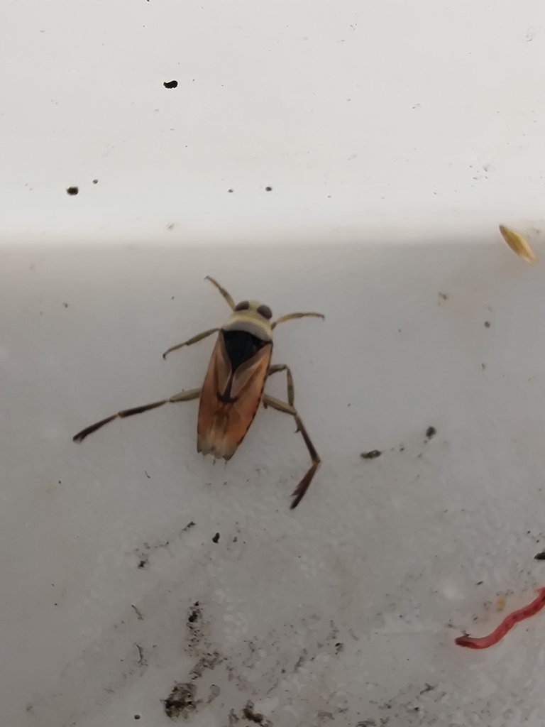 Eurasian Greater Water Boatman from 6211 Les Bons Villers, Belgique on ...