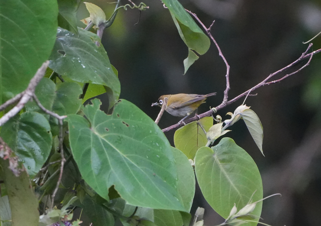 Black-capped White-eye from 马来西亚沙巴昆達山 on July 28, 2024 at 06:59 AM by ...