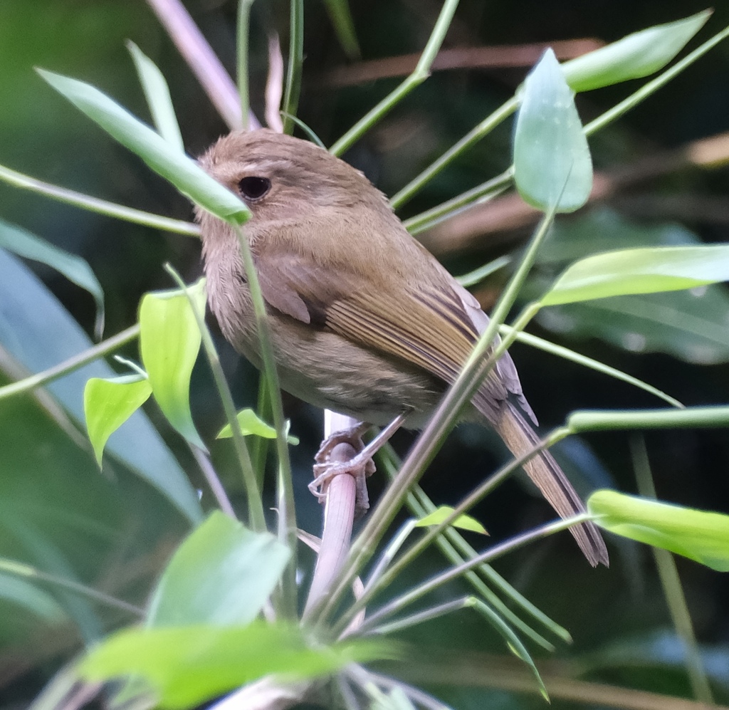 Drab-breasted Pygmy-Tyrant from Itatiaia - State of Rio de Janeiro ...