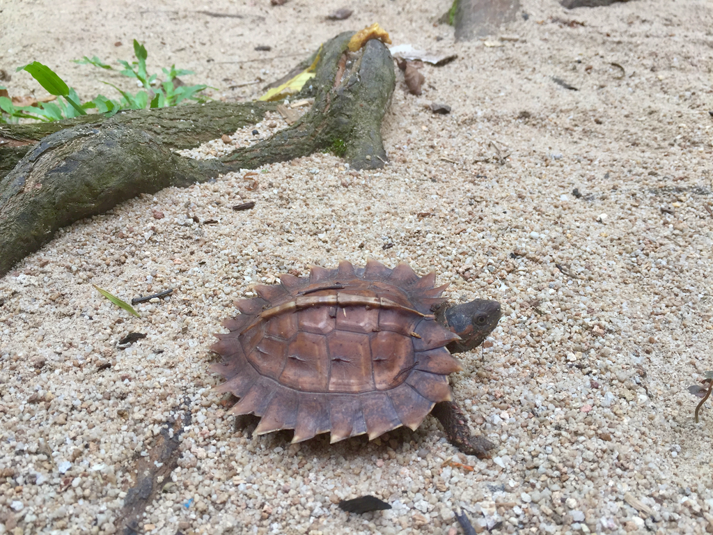 Spiny Terrapin in March 2017 by ellarbrown · iNaturalist