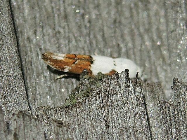 Circumscript Mompha in August 2024 by privatenoaccess · iNaturalist