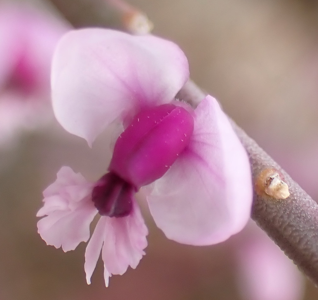 tortoise berry from Anysberg Nature Reserve, Central Karoo District ...
