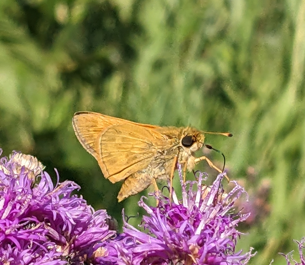 Skippers from Omaha, NE 68152, USA on August 1, 2024 at 04:53 PM by ...