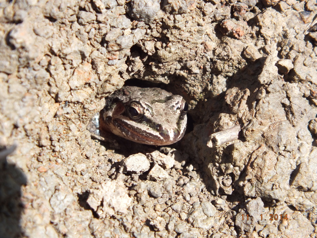 Mexican White-lipped Frog from White Water Lagoon Jaguar Corridor, Cayo ...