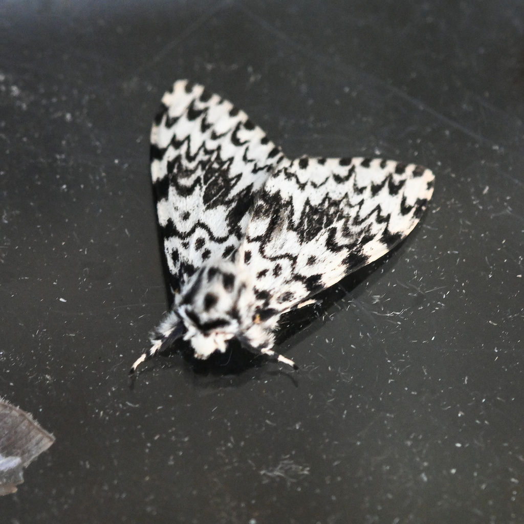 Black Arches from Heol-Y-Deri, Cardiff CF14 6HE, UK on August 2, 2024 ...