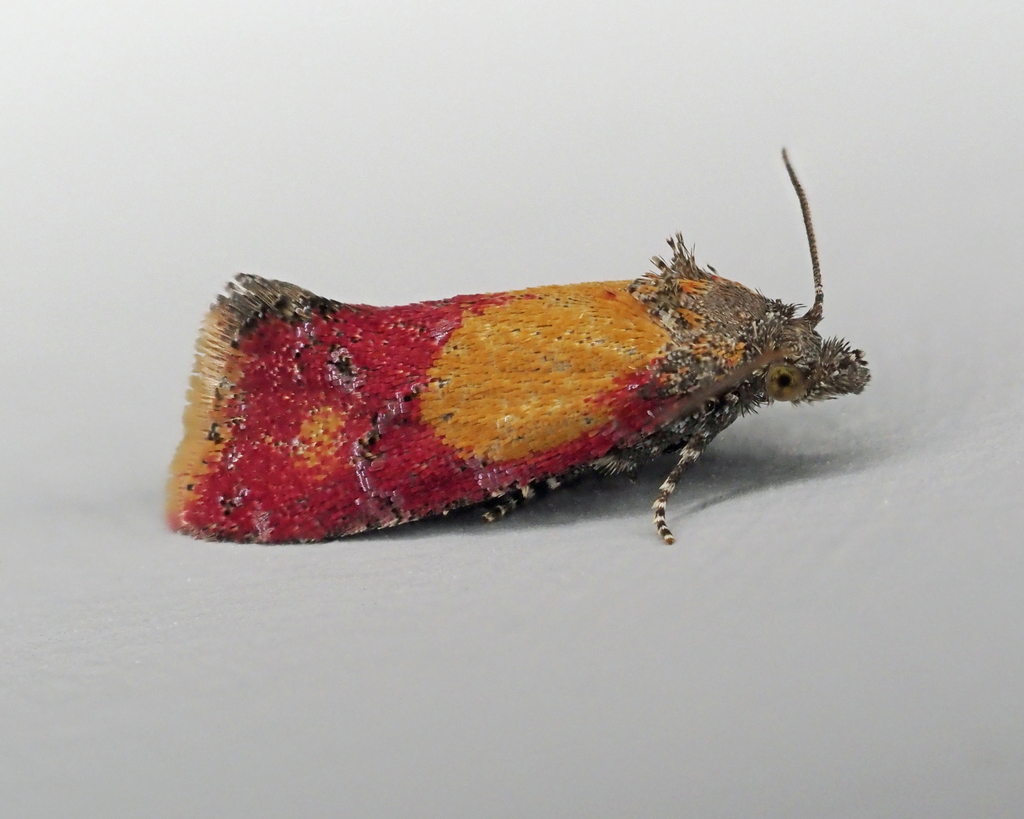 Primrose Cochylid Moth from Salem, NH 03079, USA on August 2, 2024 at ...