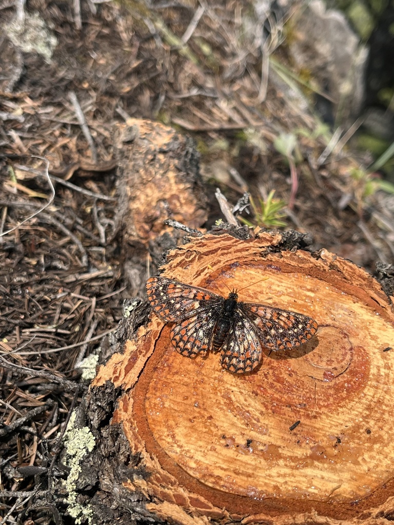 Edith's Checkerspot from Kootenay National Park, East Kootenay, BC, CA ...