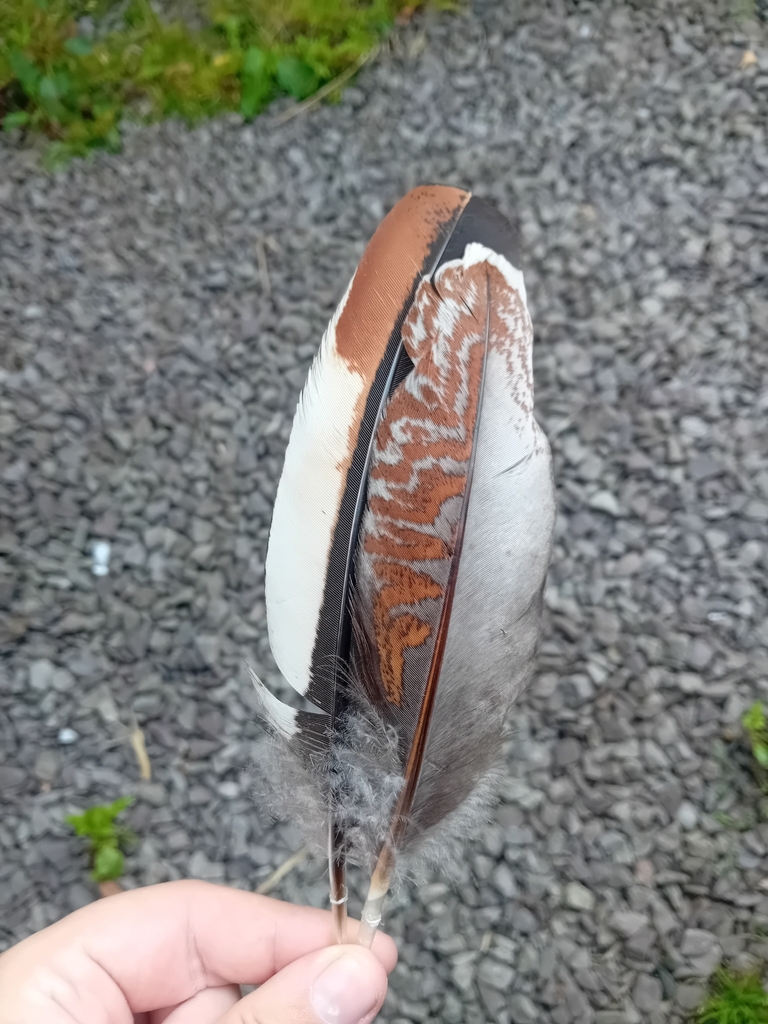Ring-necked Pheasant from Netherburn, Larkhall ML9 3DQ, UK on July 31 ...