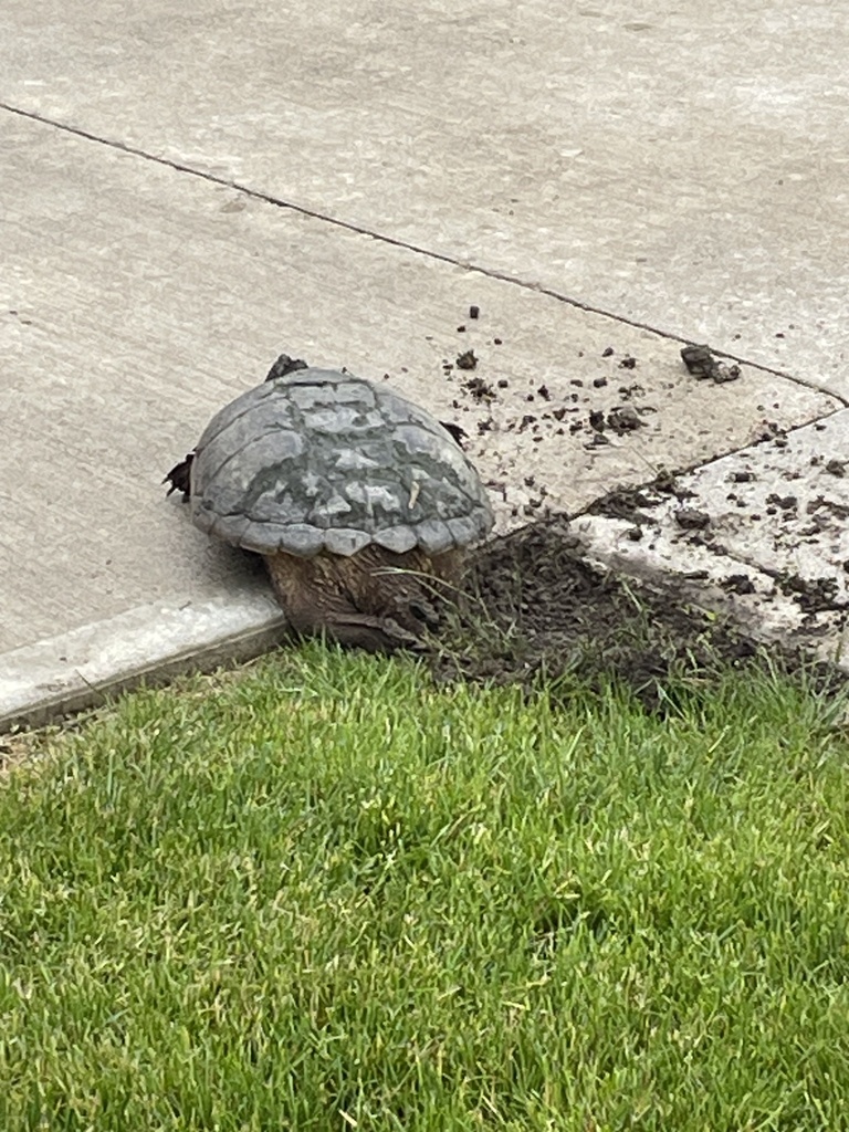Common Snapping Turtle from Station St, Erin, ON, CA on June 3, 2024 at ...