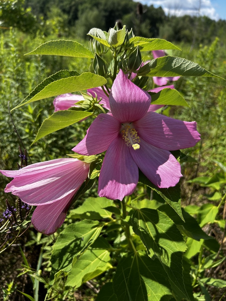 swamp rose mallow from Liberty Park, Reminderville, OH, US on July 19 ...