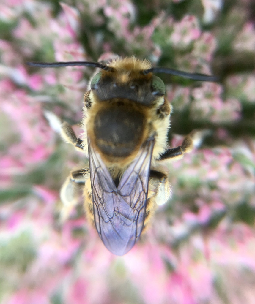 Silvery Leafcutter Bee from The White Cliffs of Dover, , England, GB on ...