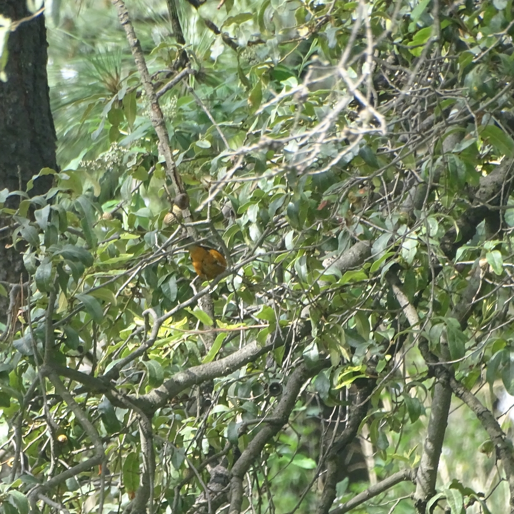 Elegant Euphonia in July 2024 by Anayeli Guzmán Enríquez · iNaturalist
