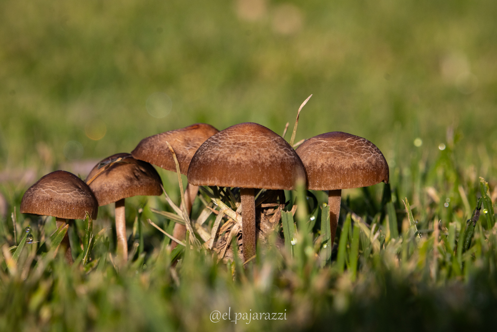 Banded Mottlegill from Parque Ecológico de Xochimilco, Ciudad de México ...