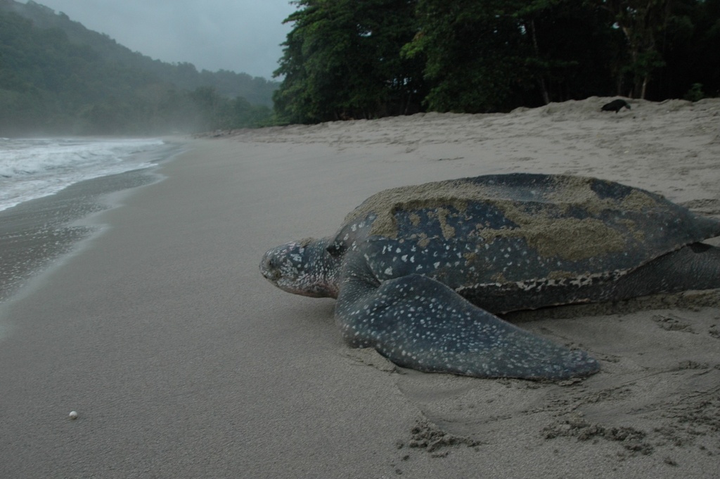 Leatherback Sea Turtle in June 2011 by madelinesees · iNaturalist