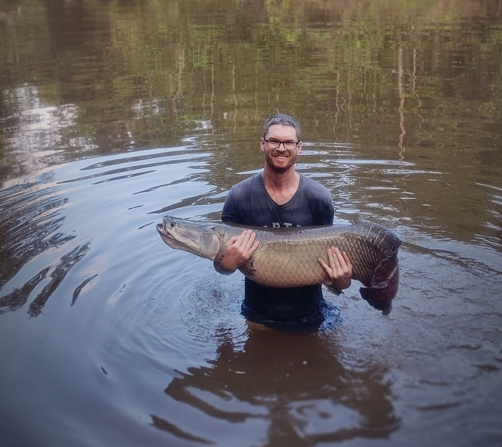 Giant arapaima in July 2024 by Wildlife Tours Peru, Christoph Meyer ...