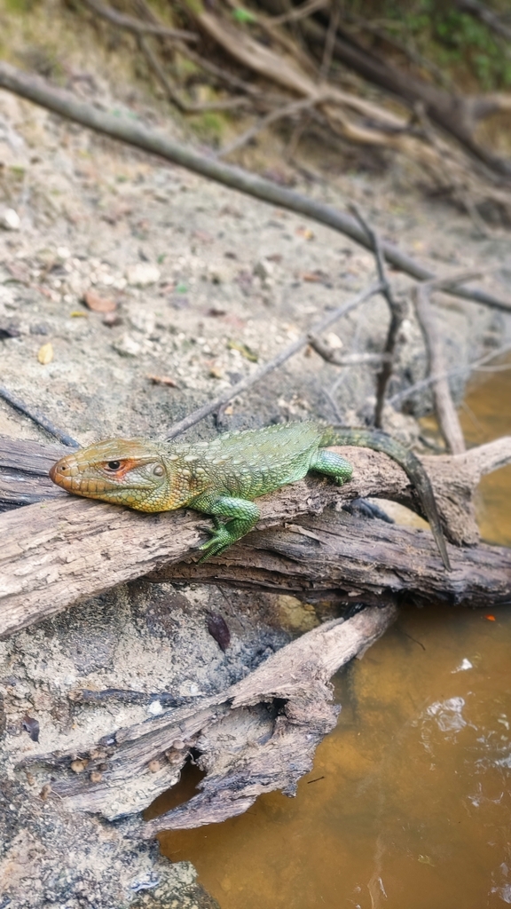 Northern Caiman Lizard in July 2024 by Wildlife Tours Peru, Christoph ...