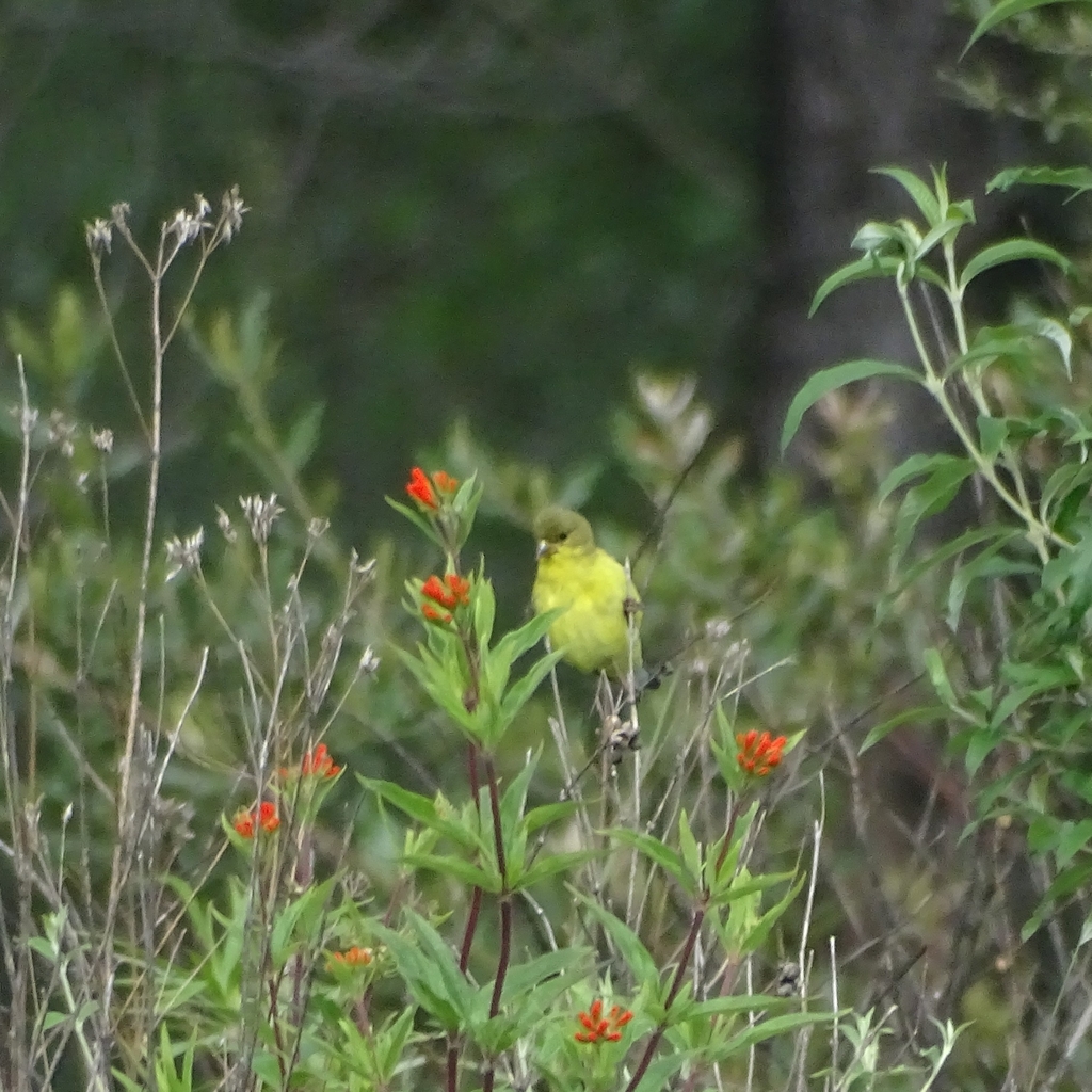 Lesser Goldfinch in July 2024 by Anayeli Guzmán Enríquez · iNaturalist