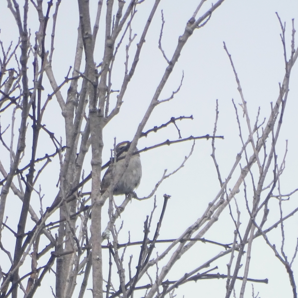 Striped Sparrow in July 2024 by Anayeli Guzmán Enríquez · iNaturalist