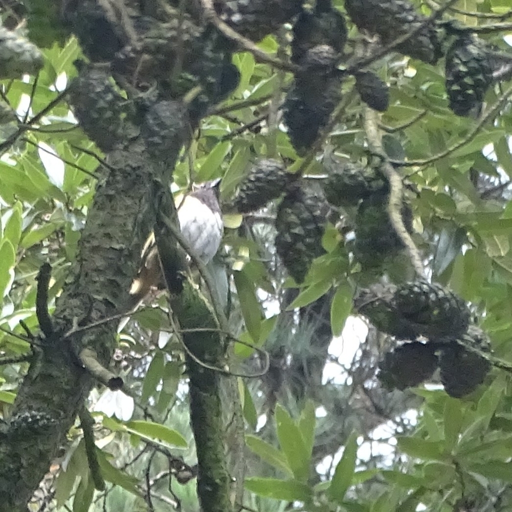 Spotted Towhee in July 2024 by Anayeli Guzmán Enríquez · iNaturalist