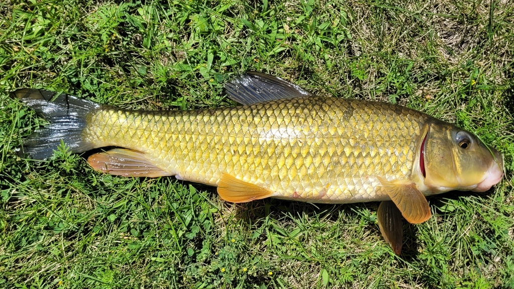 Golden Redhorse (Moxostoma erythrurum) - Marine Life Identification