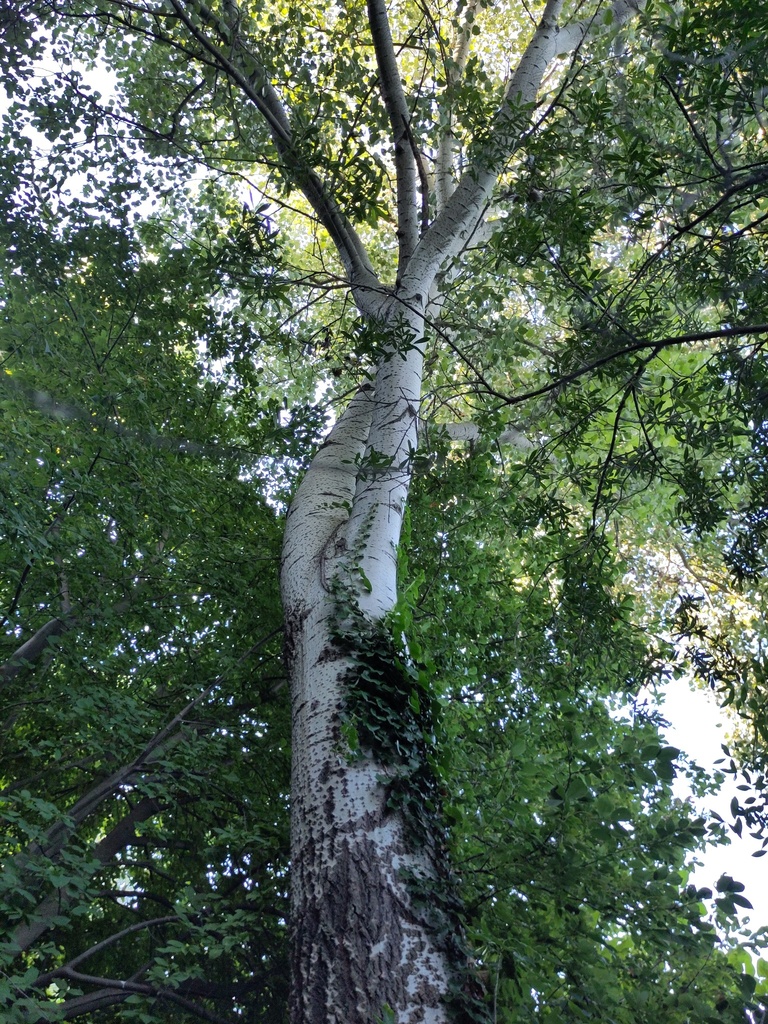 white poplar from Göd, Alsógöd, 2131 Magyarország on July 31, 2024 at ...