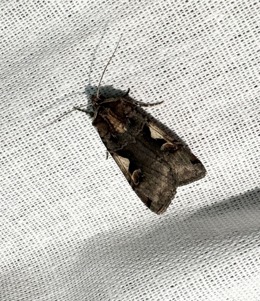 Setaceous Hebrew Character from Северо-Западный административный округ ...