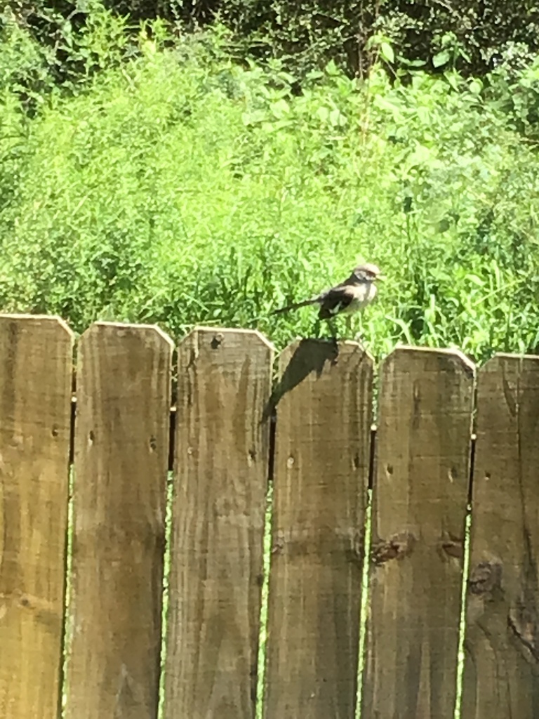 Northern Mockingbird from Cromwell Ct, Bryan, TX, US on August 2, 2024 ...