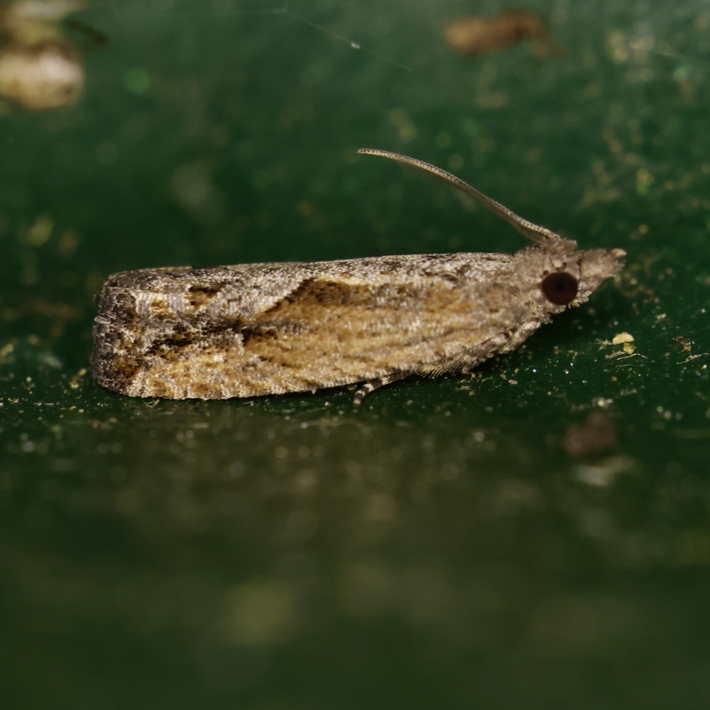 Bayberry Leaftier Moth from Long Island, New York, NY, US on August 1 ...