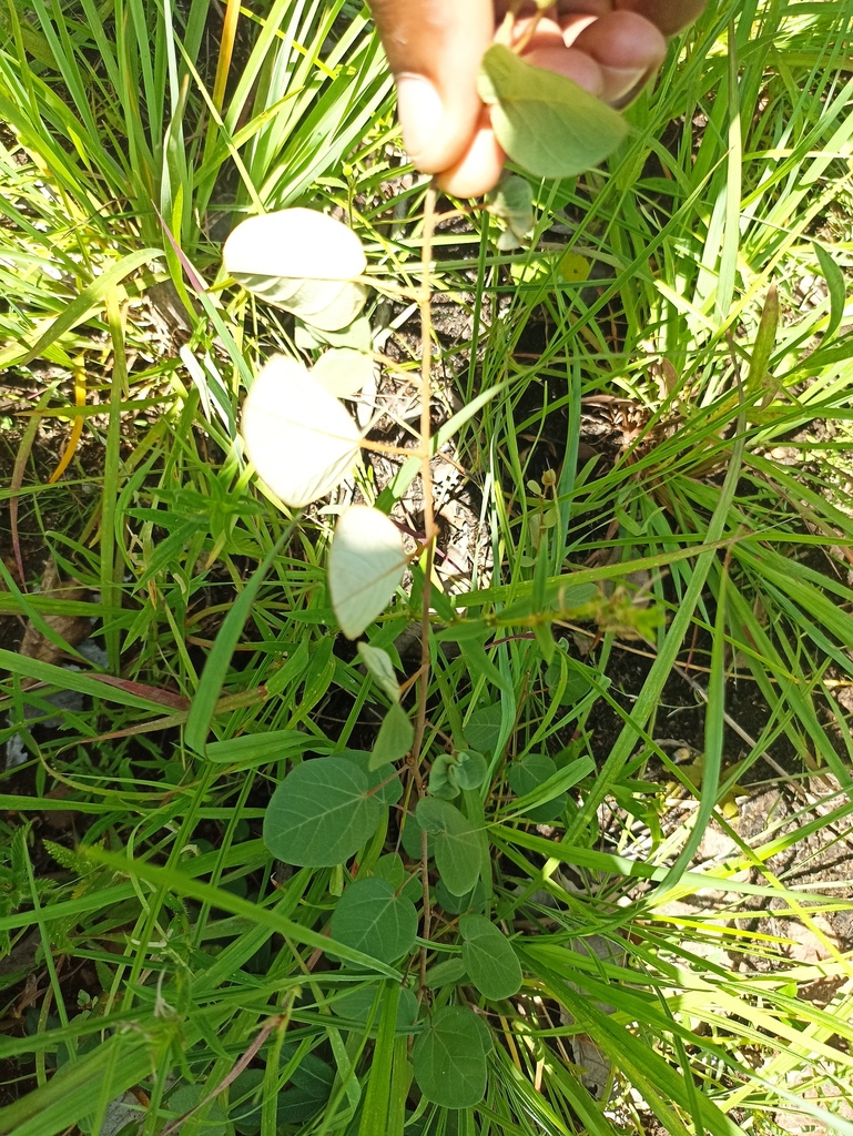 Soap Bush from Acul des Pins, ouananimthe, Nord'Est, Haiti on July 10 ...