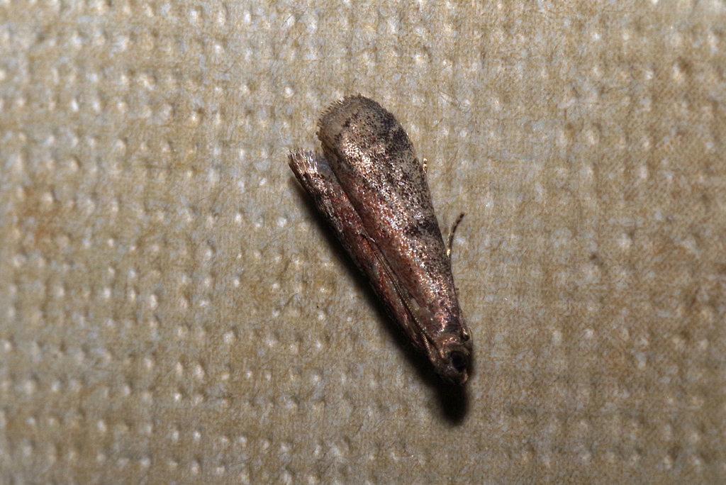 false cacao moth from 45290 Nogent-sur-Vernisson, France on June 4 ...