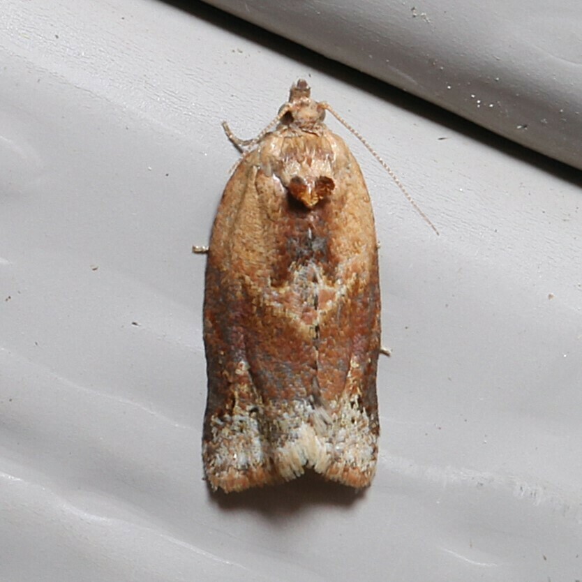 Red-banded Leafroller Moth from Fitzgerald Rd, Burdett, NY 14818, USA ...