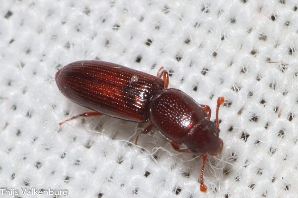 Rhizophagus from 5851 Afferden, Netherlands on July 31, 2024 at 10:05 ...