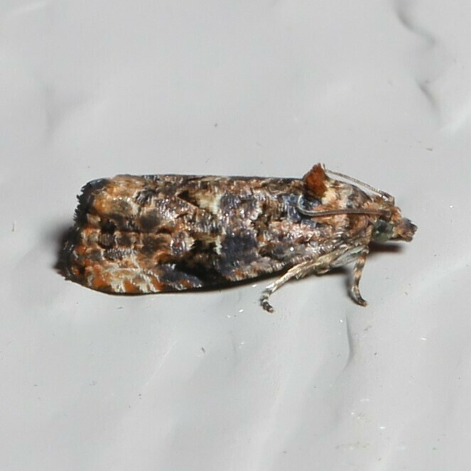Verbena Bud Moth from Fitzgerald Rd, Burdett, NY 14818, USA on August 1 ...