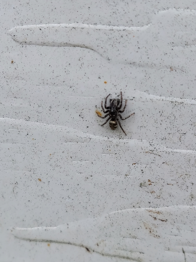 Zebra Jumping Spider from 1704 Chemin riviere a la truite, NB, Canada ...