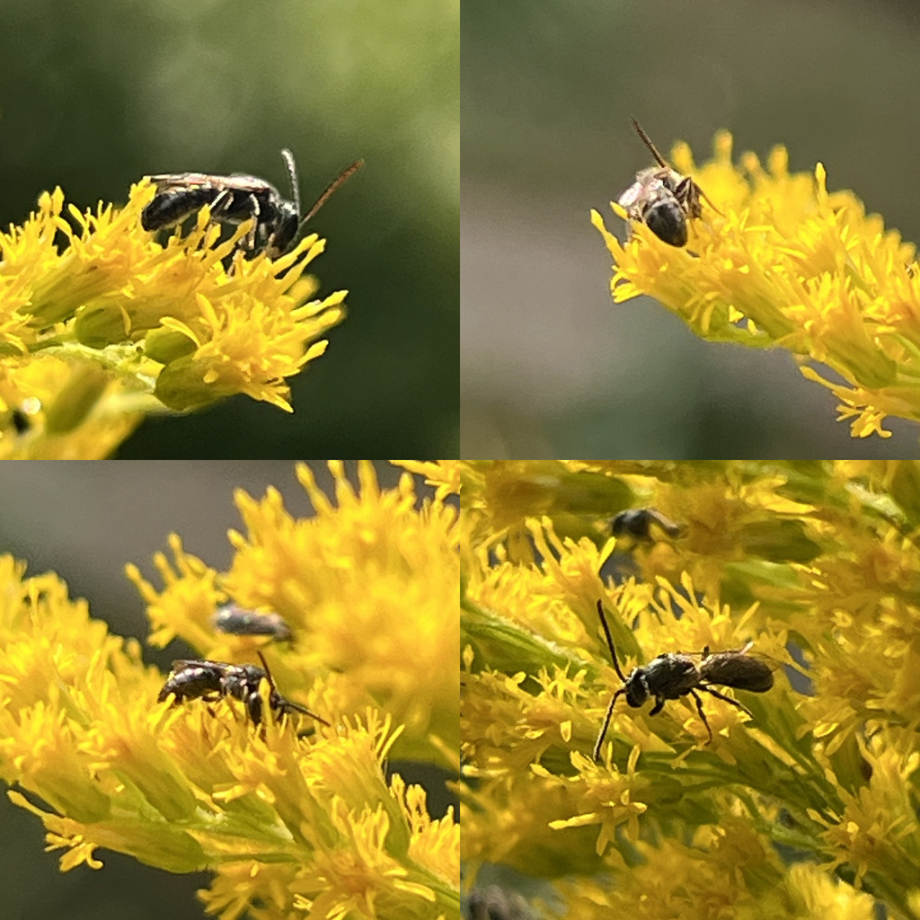 Quebec Sweat Bee from Nouveau-Rosemont, Montréal, QC, Canada on August ...