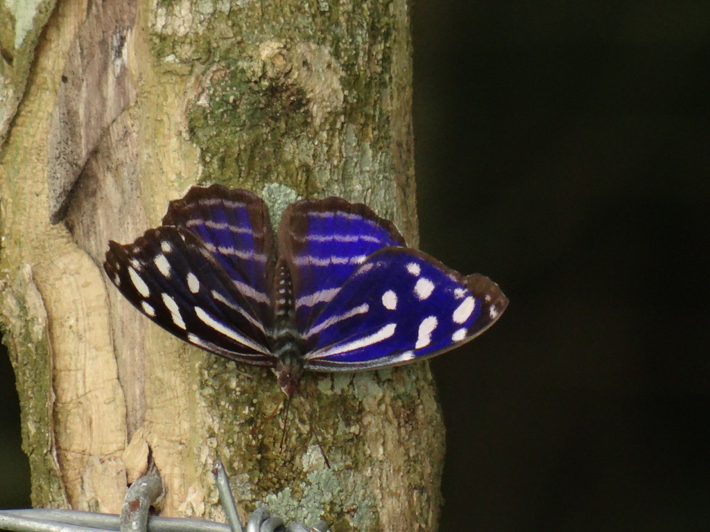 Myscelia cyaniris cyaniris from Chicontepec, Ver., México on July 26 ...
