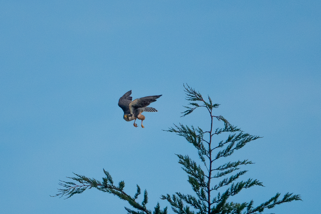 Aplomado Falcon from Las Cruces, El Tabo, Valparaíso, Chile on July 25 ...